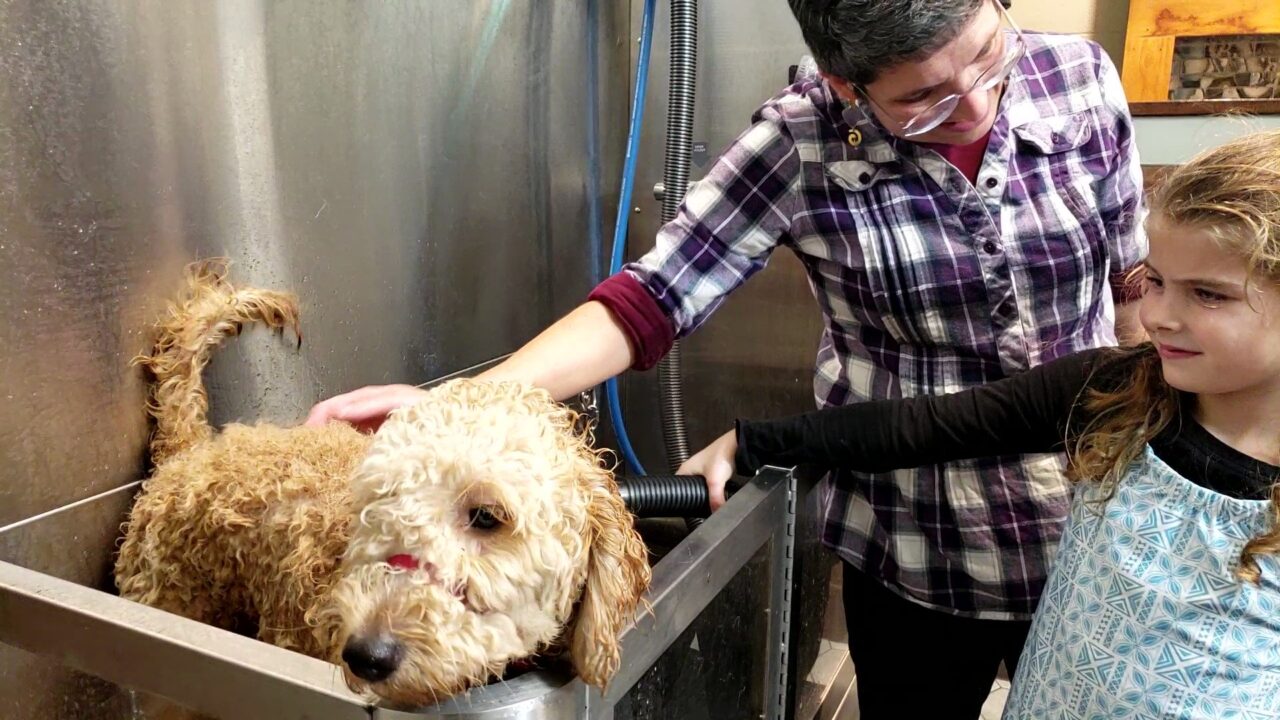 Dog Wash - Tidal Wave Car Wash & Wagging Tails Dog Wash